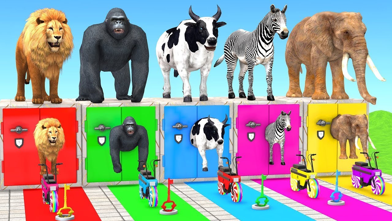 Cow Elephant Tiger Lion Gorilla Zebra Choose the RIGHT KEY Animal ...