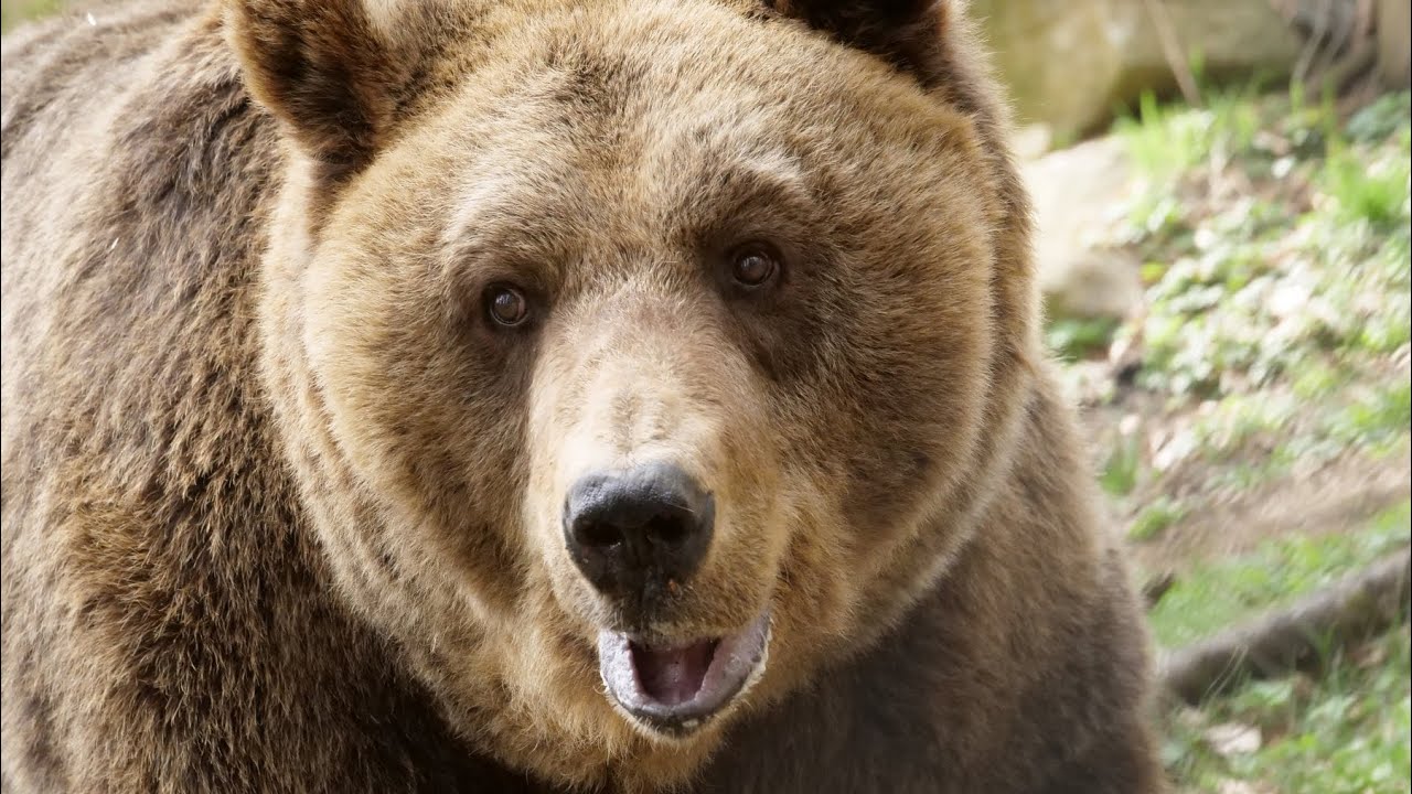 L’ORSO MARK CAMBIA VITA: IL CUORE A MILLE - YouTube