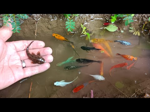 Wadidaw! Tangkap ikan cupang warna warni, ikan molly balon, ikan mas, ikan lele, ikan lemon, platy