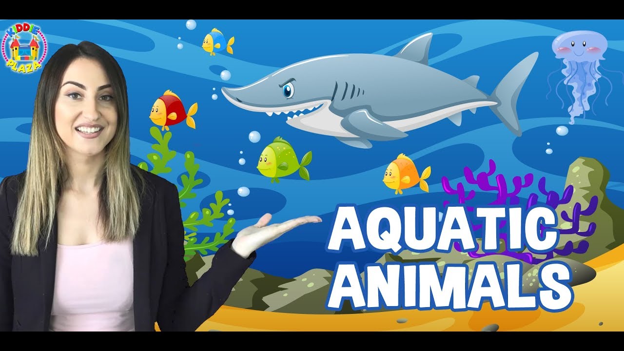 Aquatic Animals | Learn Sea Animals | Underwater Creatures - YouTube