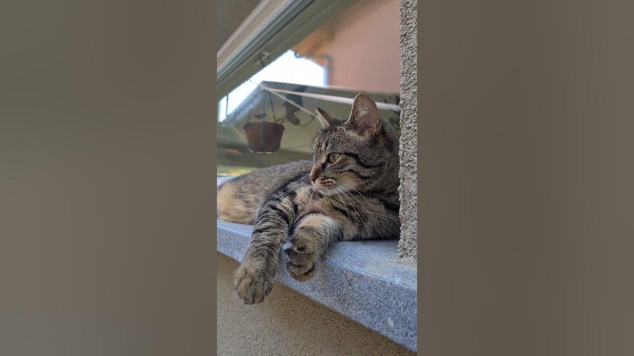 my cute cat wants cuddles - YouTube