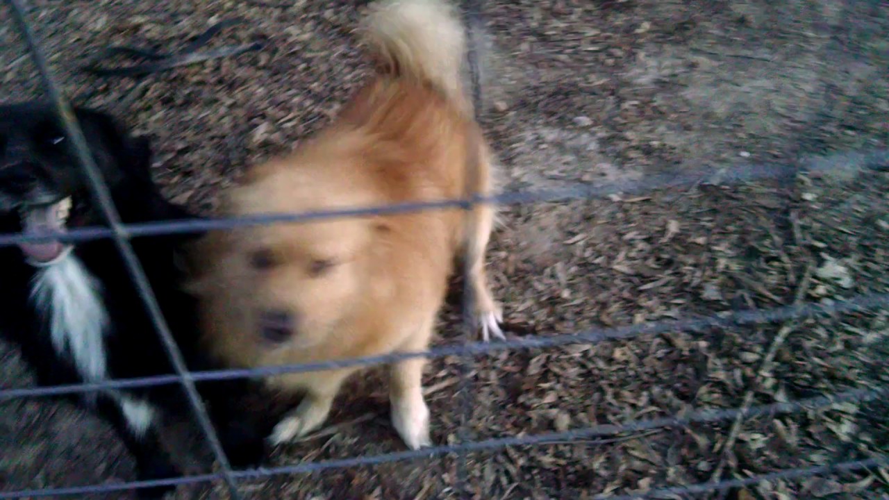 Vlogging with my dog!!!!!!!!!!🐺🐕 - YouTube