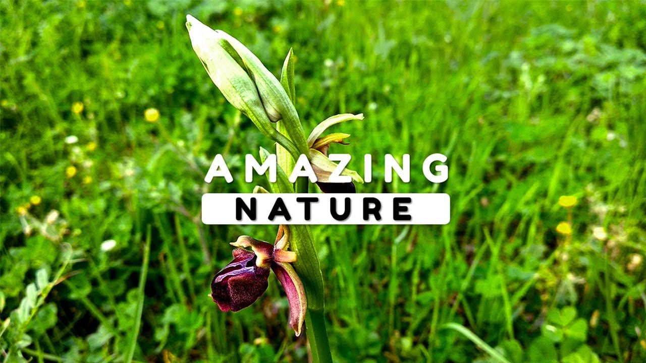 Beautiful Nature Video in Full HD - Spring Season - Gamarvan Village ...