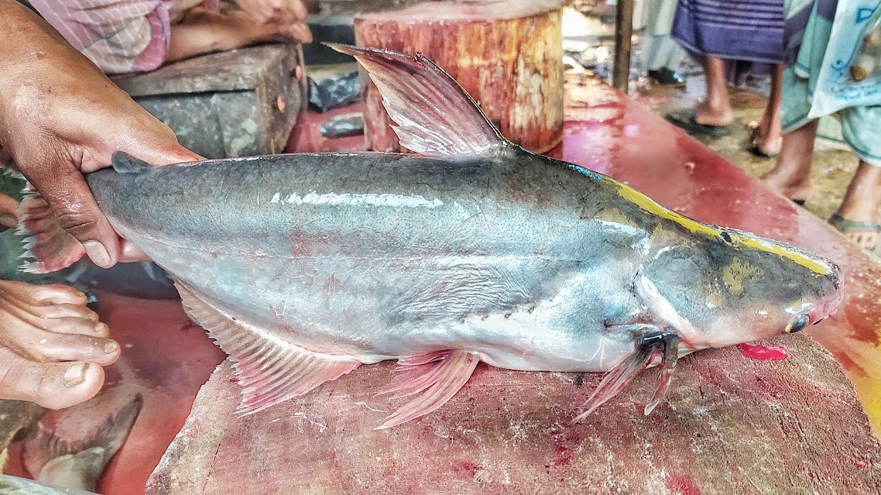 Captivating Pangasius Fish Cleaning and Cutting into Pieces - Step-by ...