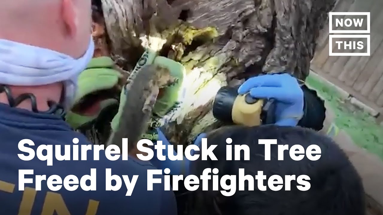 Firefighters Free Stuck Squirrel - YouTube