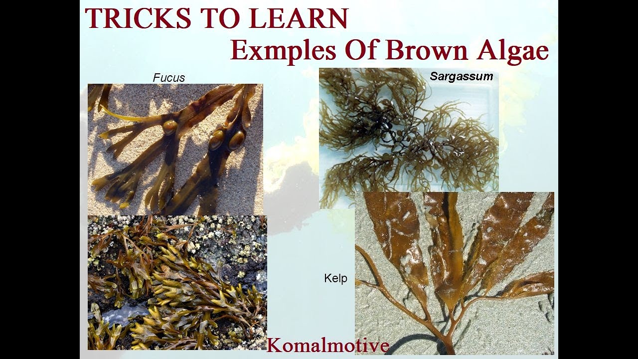 Tricks To Learn Examples Of Brown Algae💖😊💖 - YouTube