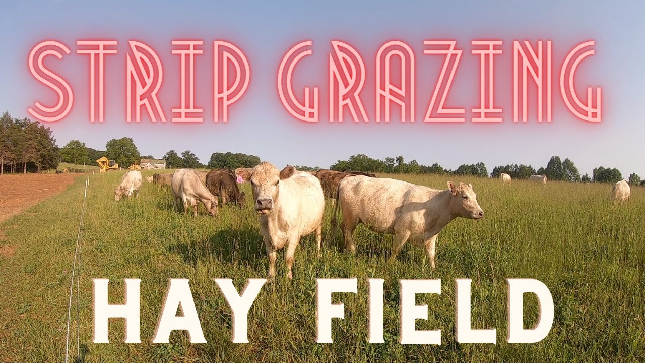 EP. 4 Strip Grazing a HAY Field | Daily Moves - YouTube