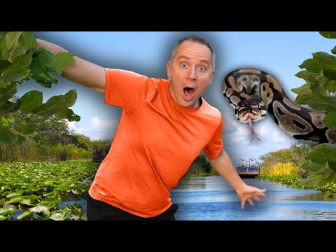 We Hunted Pythons in the Everglades… Here’s What Happened - YouTube