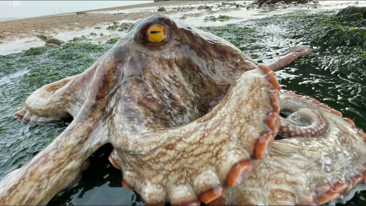 I Finally Caught a Real Life Sea 🌊 Monster! (My Biggest Octopus Ever ...