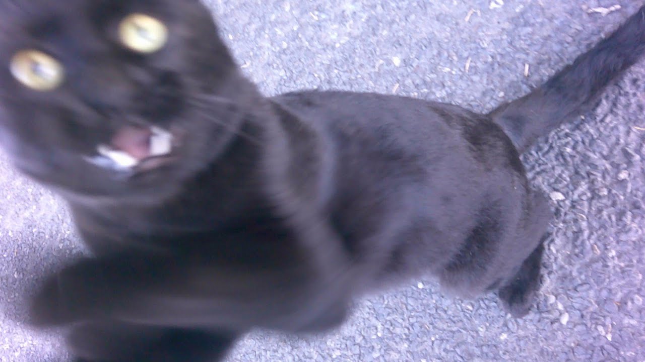 Kit's Crows 10-20-24 (special guests "Black Kitty" and "Velcro the Cat ...