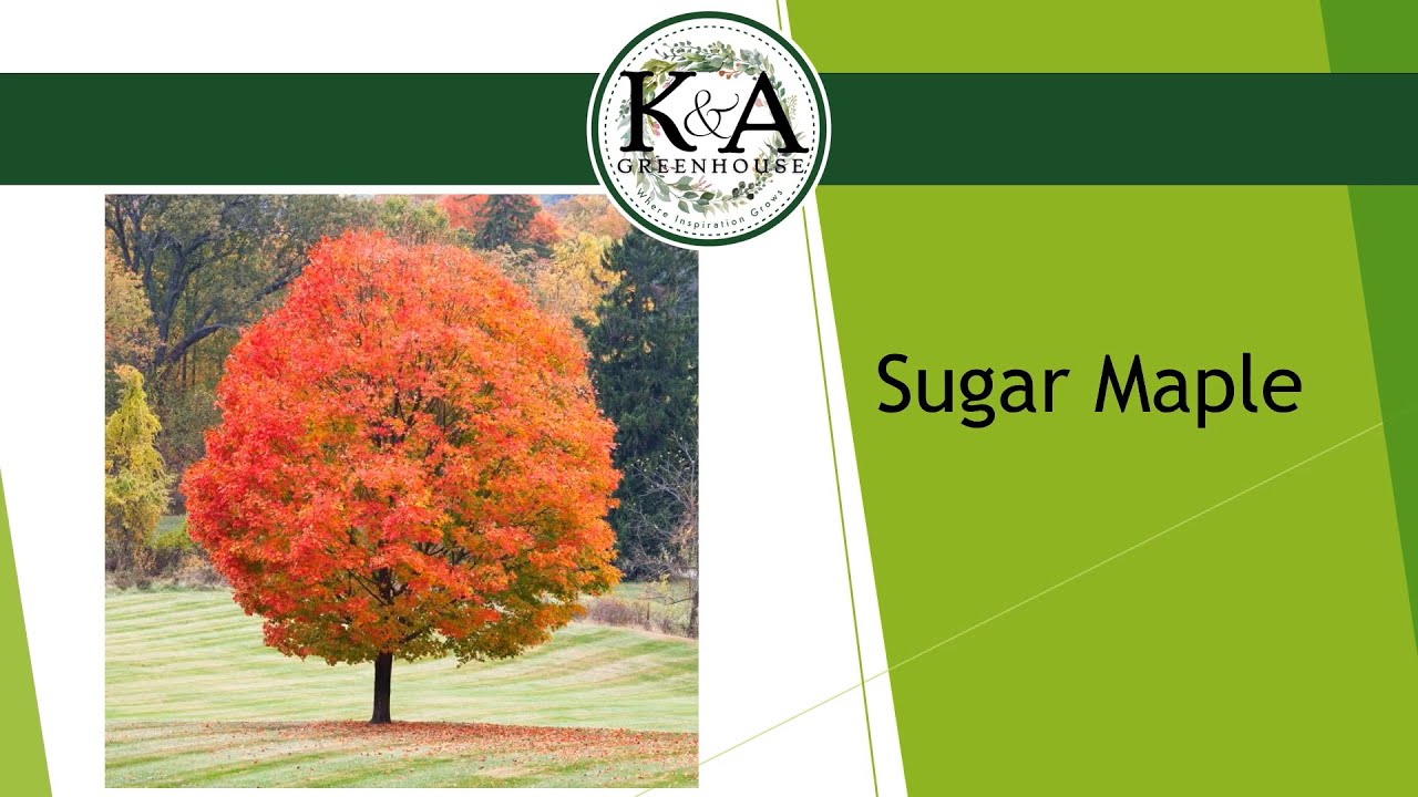 Native WI Trees & Shrubs - YouTube