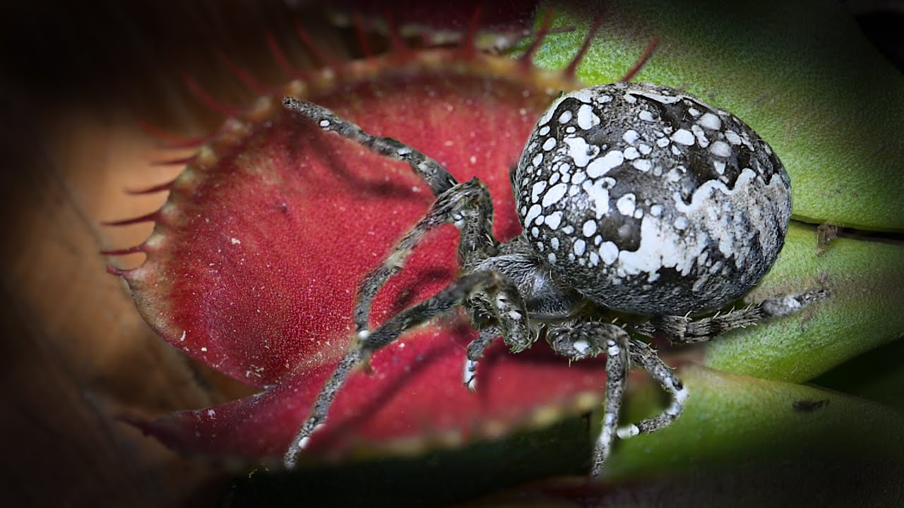 The Big Spider That Escaped… Then Returned to the Venus Flytrap - YouTube