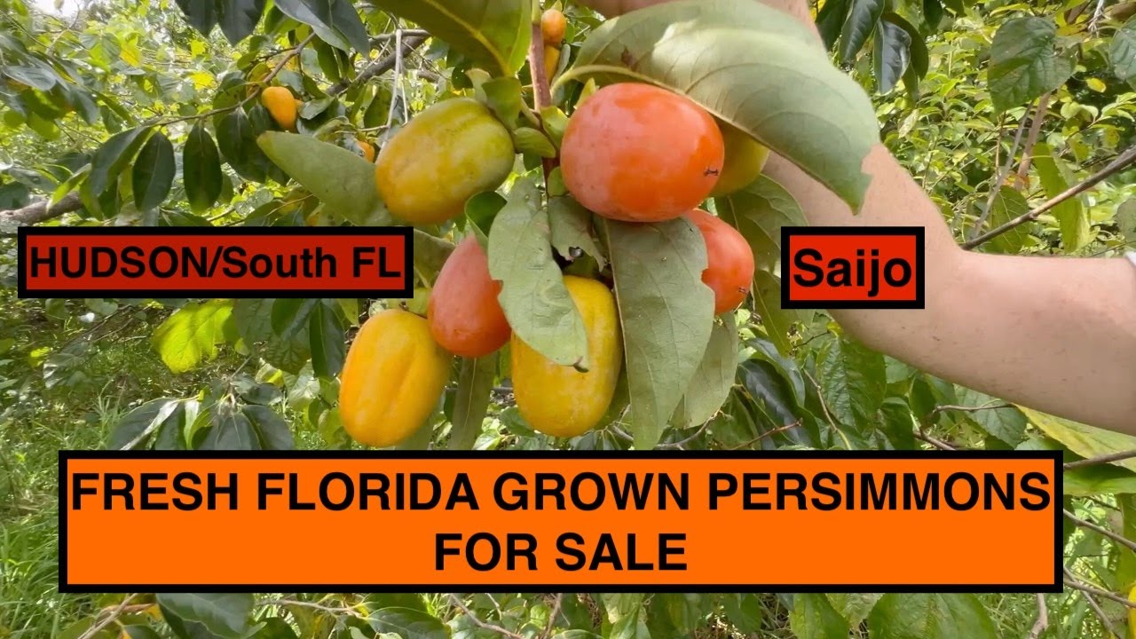 Fresh Florida Grown Persimmons For Sale Seasonally "South FL" / "Hudson ...