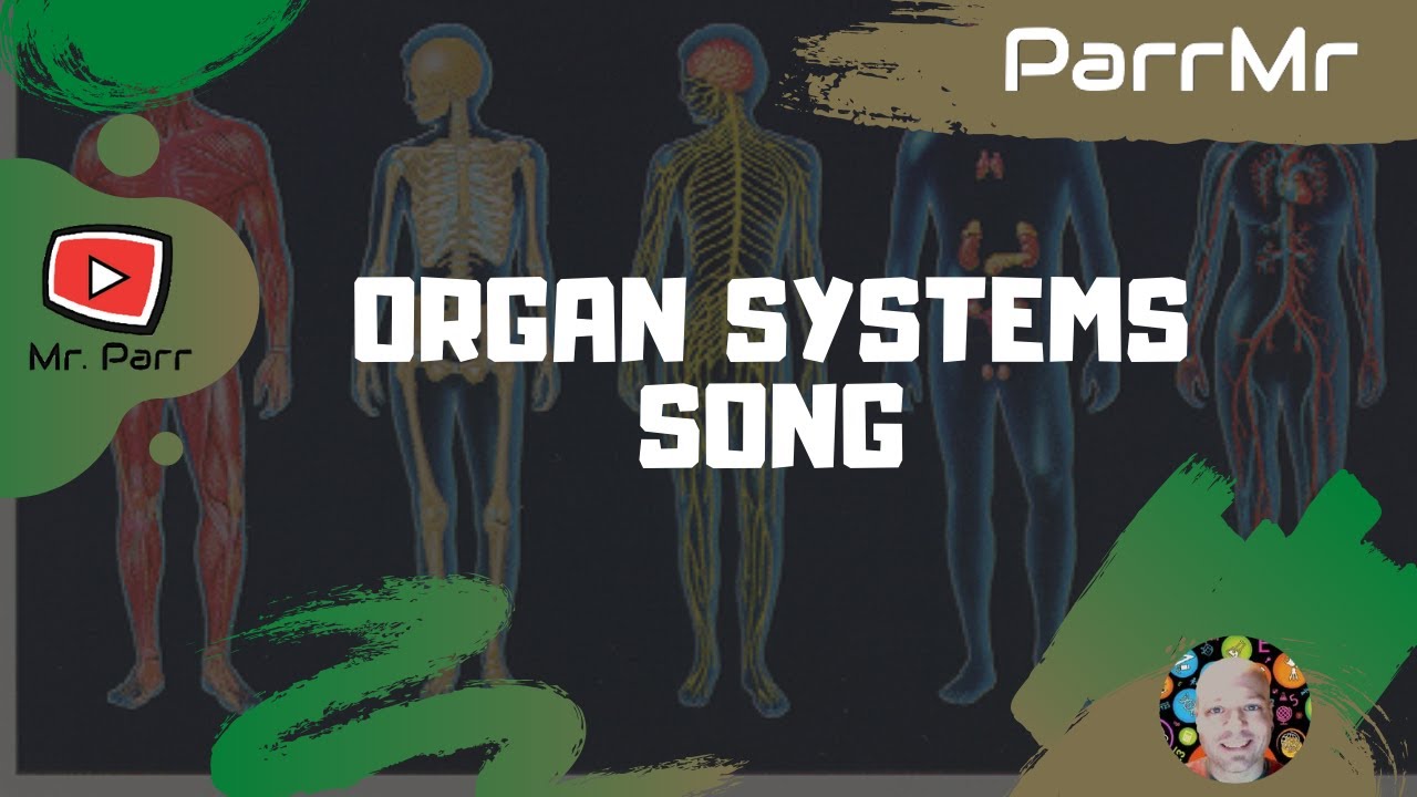 Organ Systems Song - YouTube