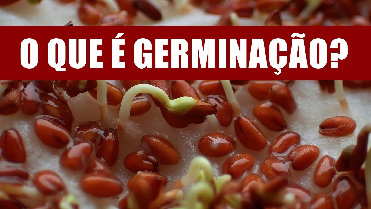 O QUE É GERMINAÇÃO? - YouTube