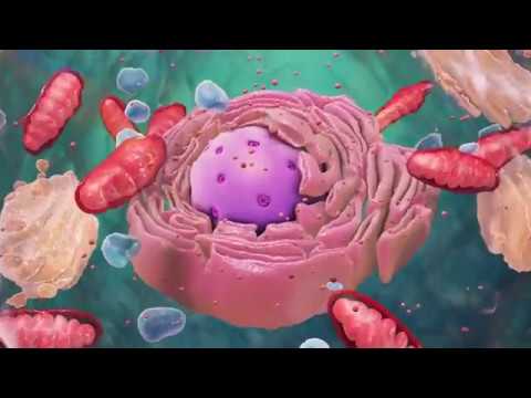 Human Cell Structure HD - YouTube