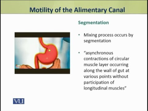 Motility of the Alimentary Canal | Animal Physiology and Behavior ...