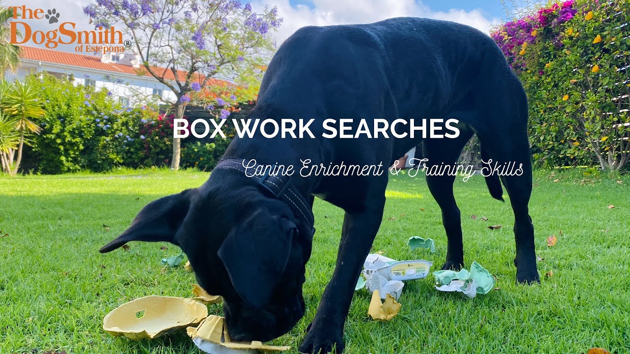 Fun Box Search Game for Dogs - YouTube
