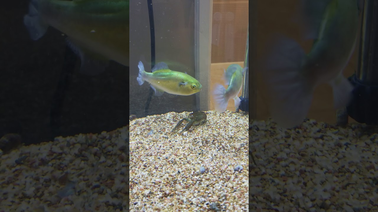 Avocado puffers - YouTube