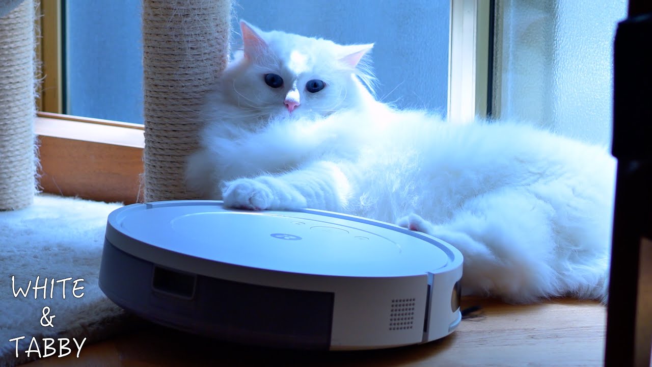 Autumn Morning Warmth- Fluffy Cats in Gentle Harmony | 2-year-old ...