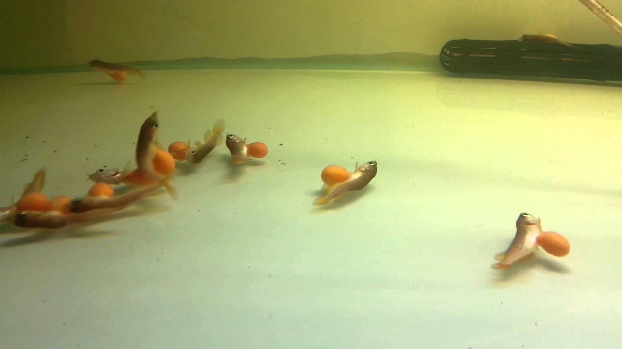 New born Arowana - YouTube