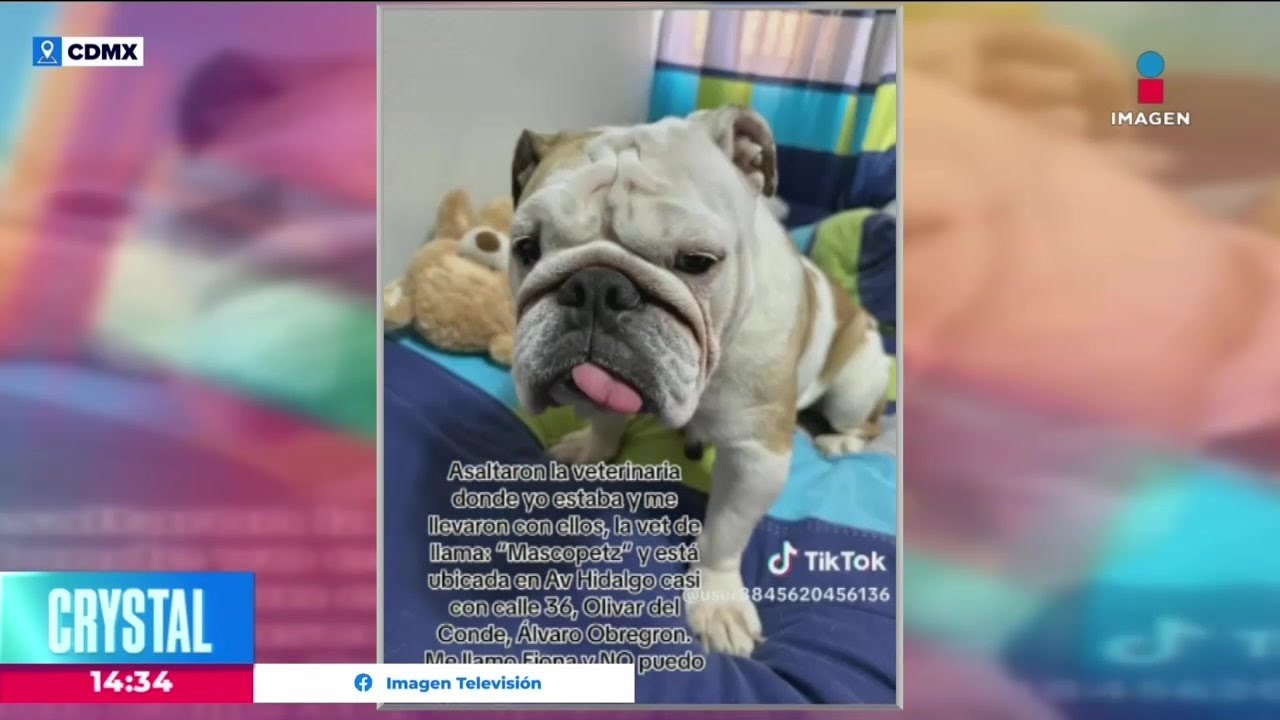 Fernanda busca a su perrita Fiona que desapareció al llevarla al ...