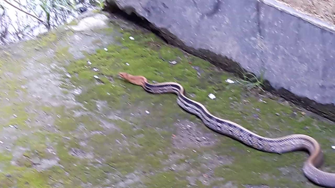 A rear snake found at N.G. College, Lamphel, Imphal West, Manipur - YouTube