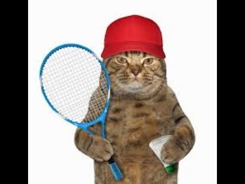cats playing in badminton is very funny video from Niki cat. channel ...