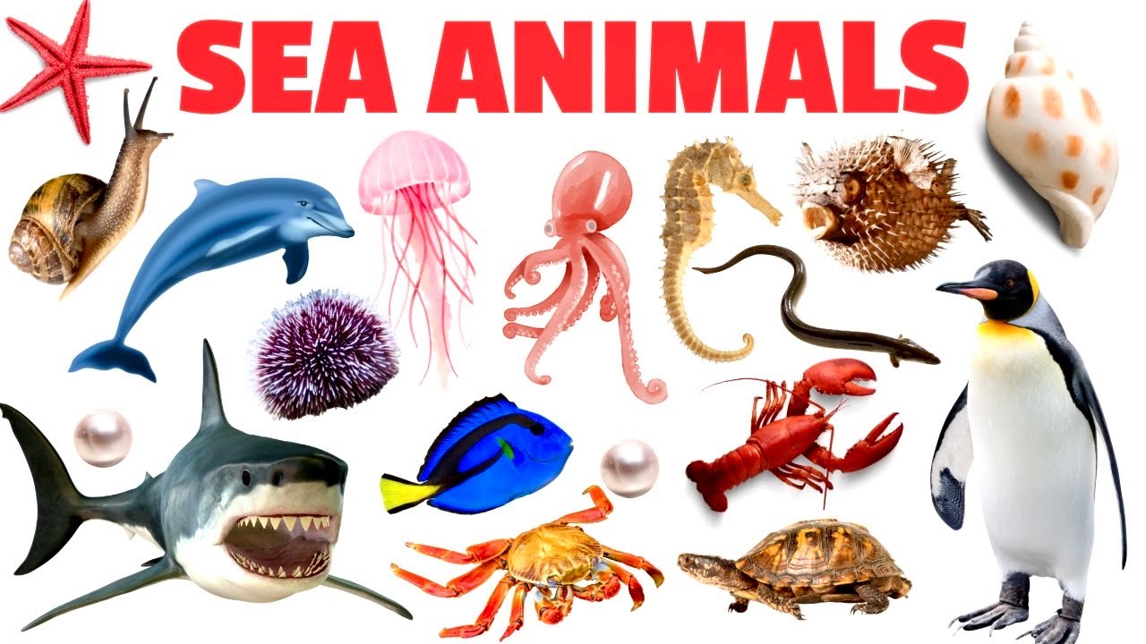 SEA ANIMALS | Fun Facts About Sea Creatures! |Kids English Vocabulary ...