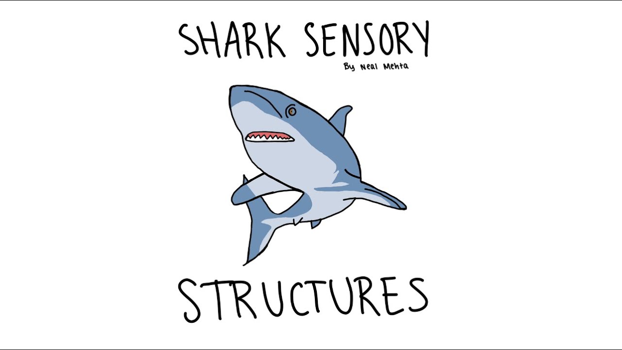 The Sensory Structures of Sharks - YouTube