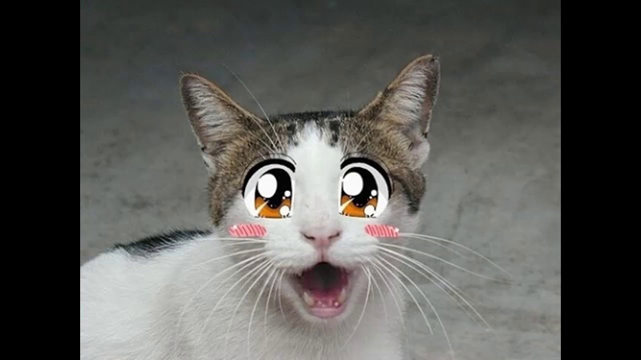 Sonido de Gato Maullando - YouTube