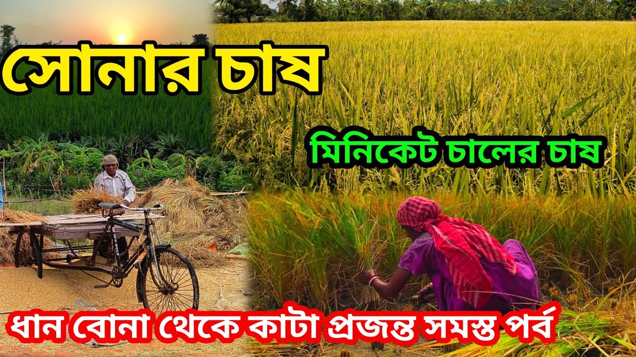 ধান চাষ|Paddy Cultivation|Step By Step Growing Rice Paddy Farming| How ...