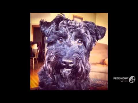 Scoodle Dog breed - YouTube