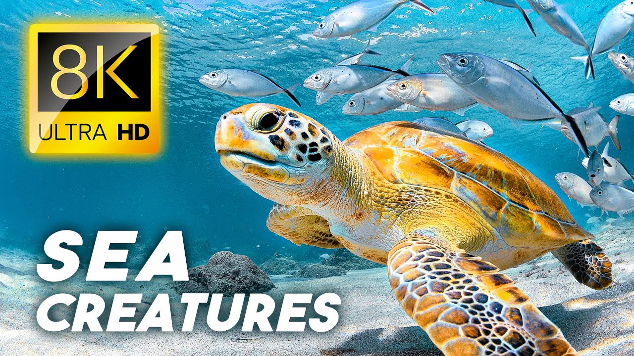 DEEP SEA CREATURES: Ocean Animals 60FPS 8K VIDEO ULTRA HD - Best ...