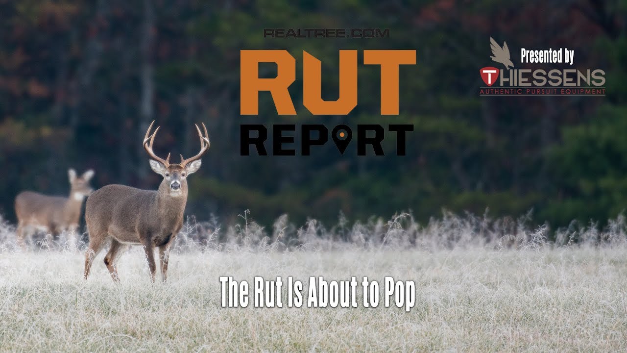The Rut Is About To Bust Open | Rut Report 2019 Presented by Thiessens ...