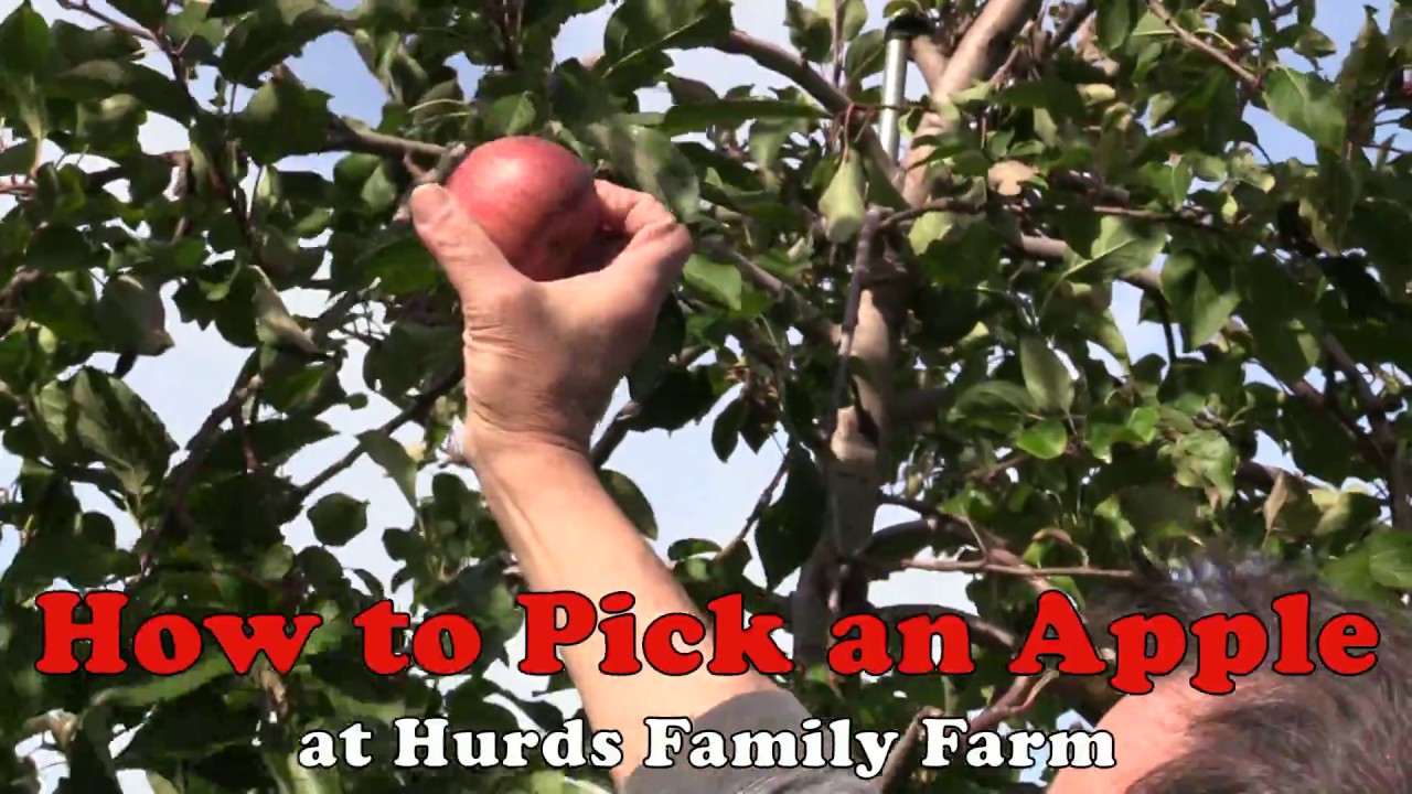 How to Pick an Apple - YouTube