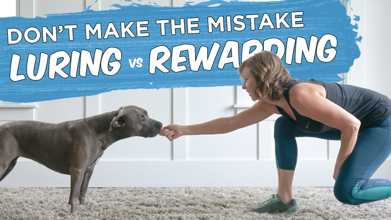 Don't Make This Simple Dog Training Mistake: The Difference Between ...