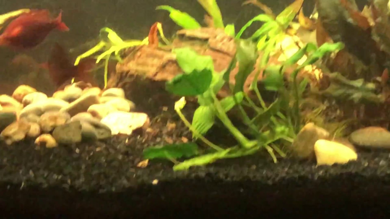 *Rainbow Fish Breeding??* - YouTube