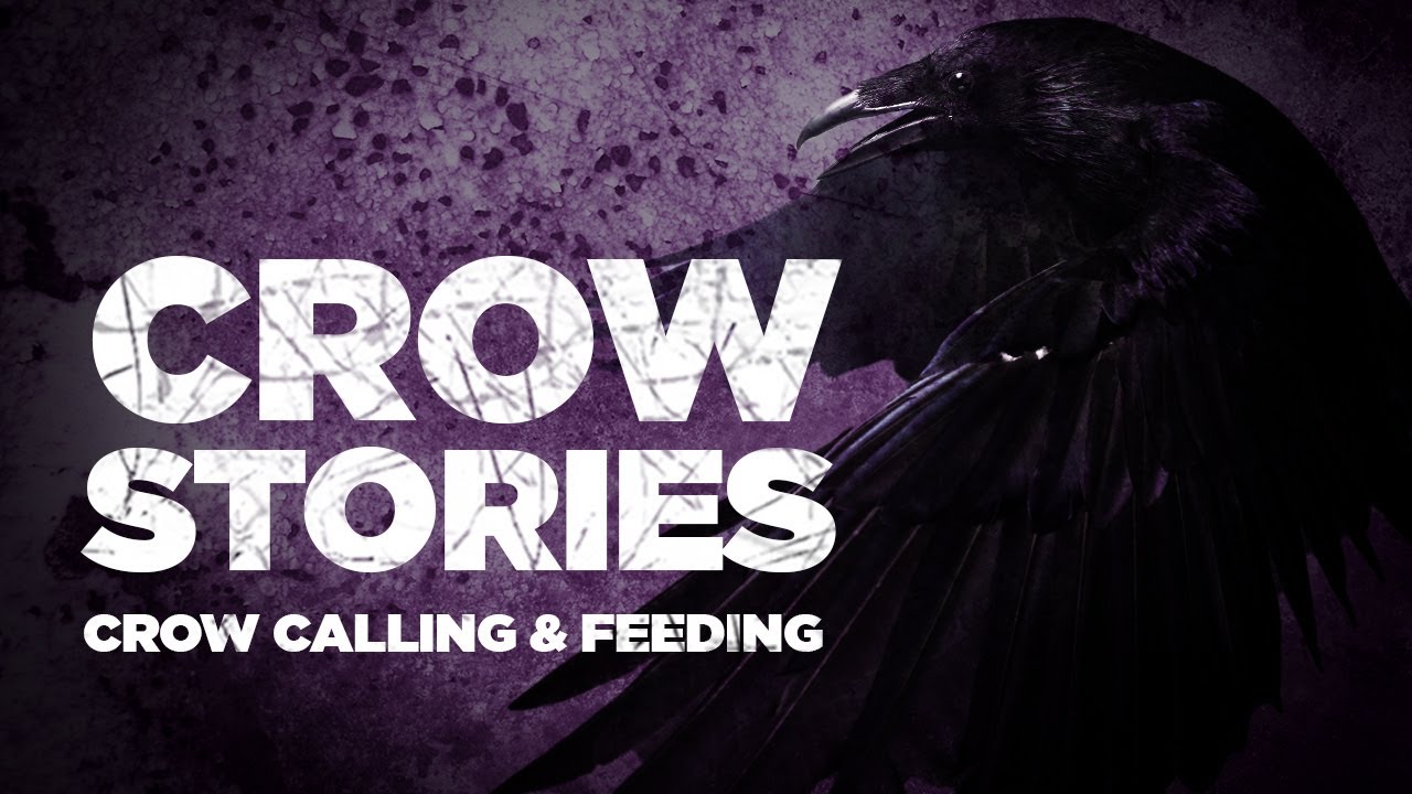 Crow Calling and Feeding - YouTube