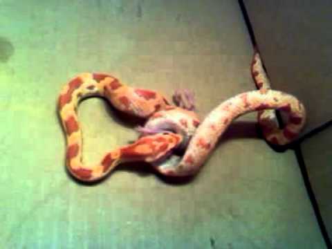 Red corn snake eating fuzzy 9/21/11 - YouTube