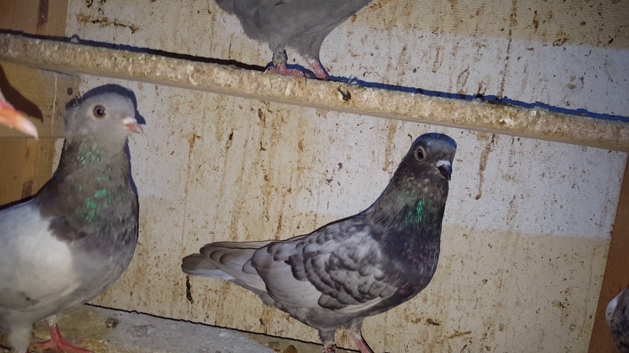Tippler Pigeons 2017 Breeding Update... Show Time😎😎 - YouTube