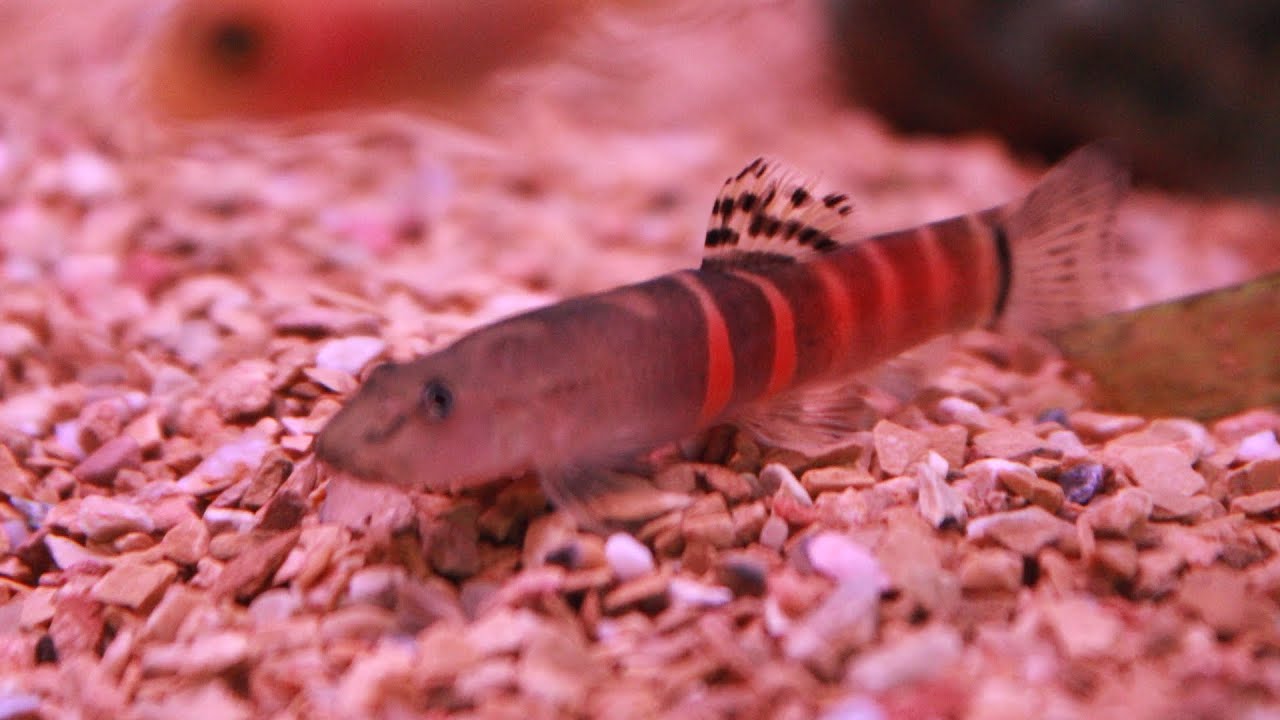 Species Profile - Sumo Loach (Schistura cf. balteata) - YouTube
