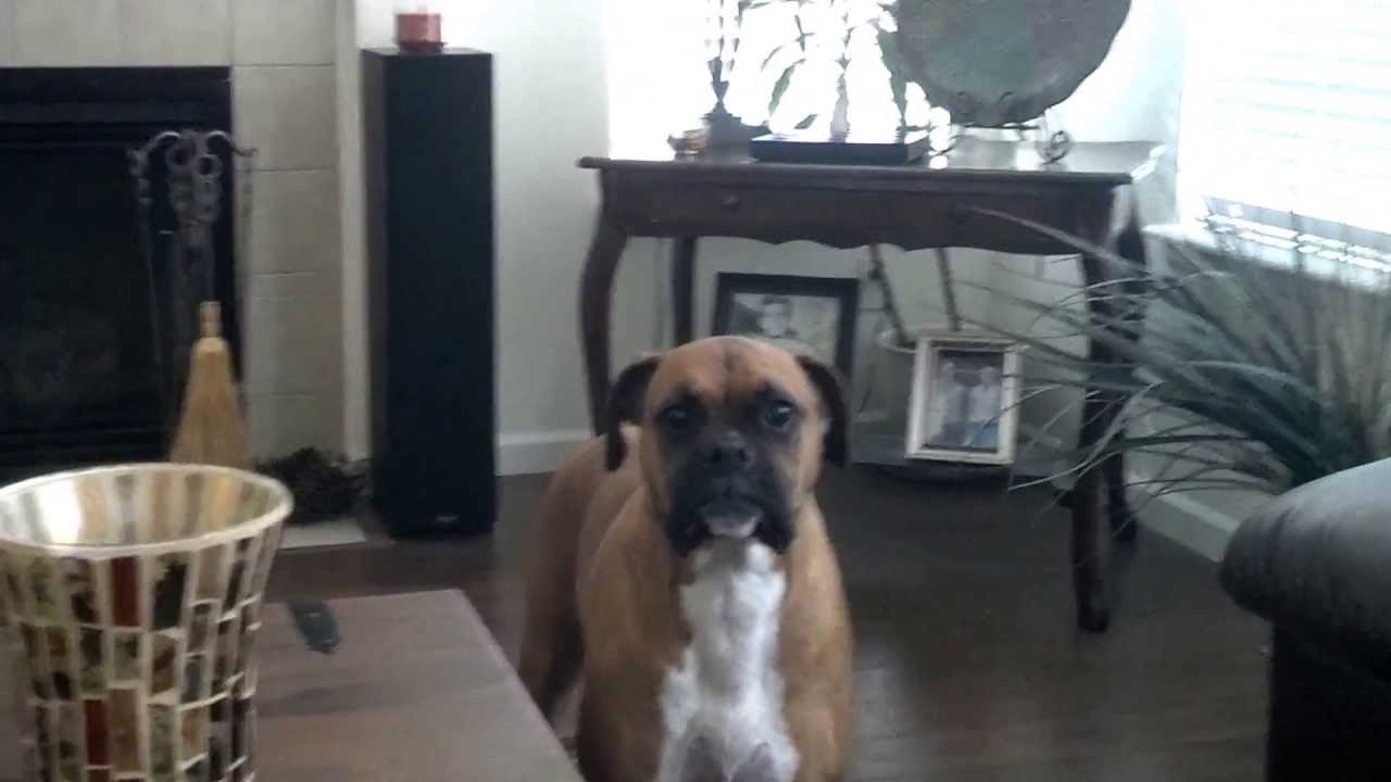 Boxer, dachshund and a harmonica - YouTube