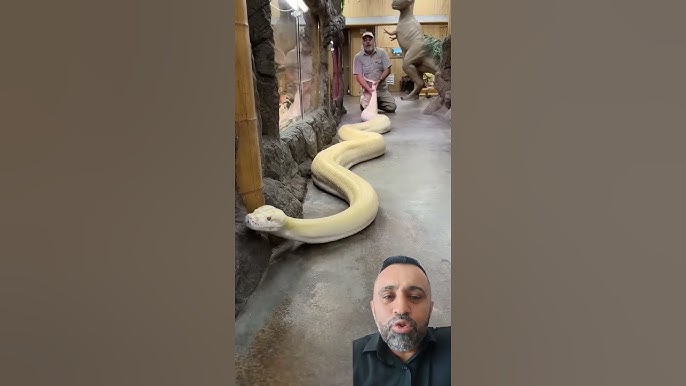 Cobra Python Gigante