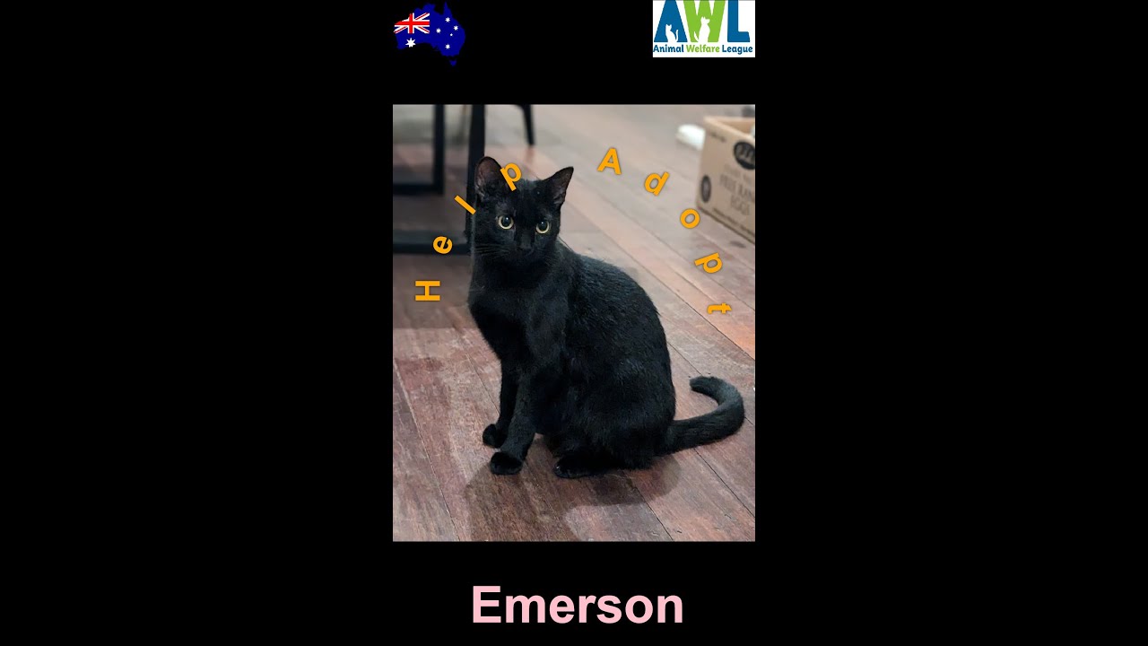 🐾Help adopt Emerson! Cat / Australia / Wingfield / Animal Welfare ...