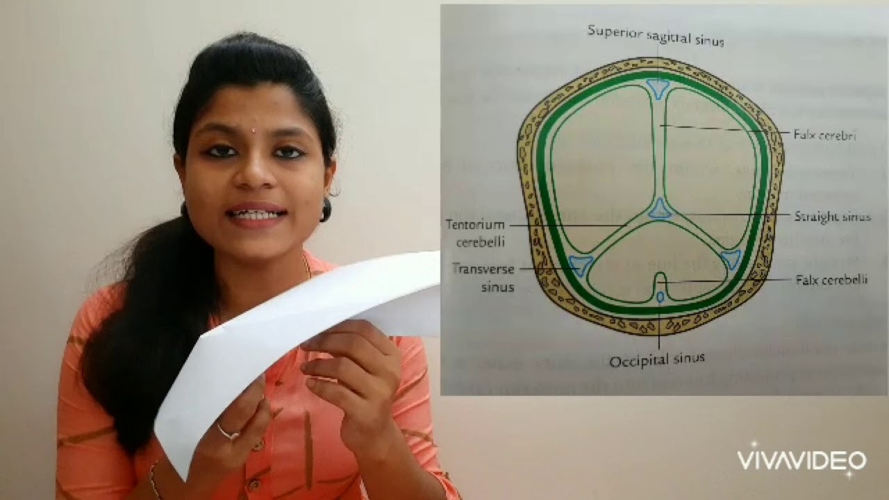 Explained easily: Dura mater - YouTube