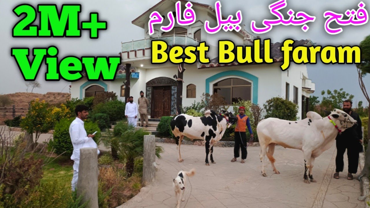 best bull in Pakistan/Fateh jangi bull rate 2022/world most beautiful ...