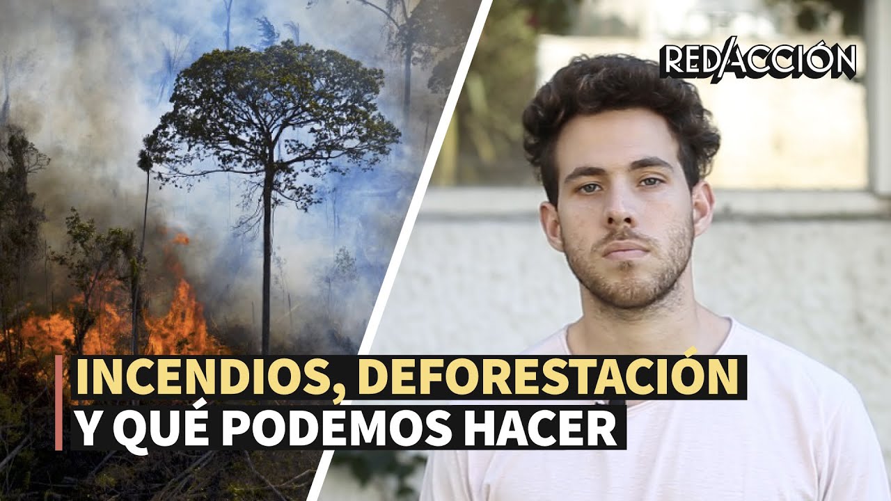 Incendios, deforestación y qué podemos hacer - YouTube