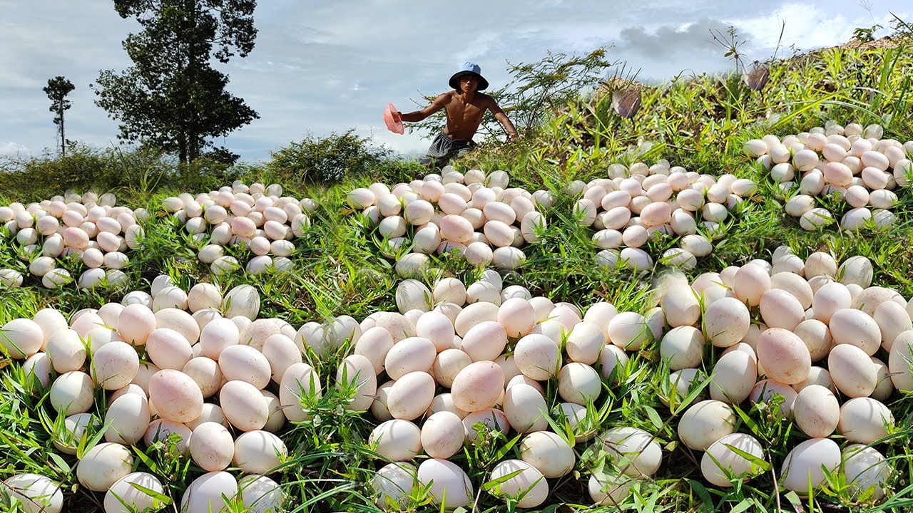 Unbelievable fishing!! today a man found and meet million eggs struck ...