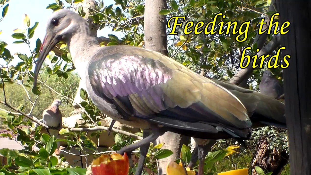 Hadeda Ibis (HD) - YouTube